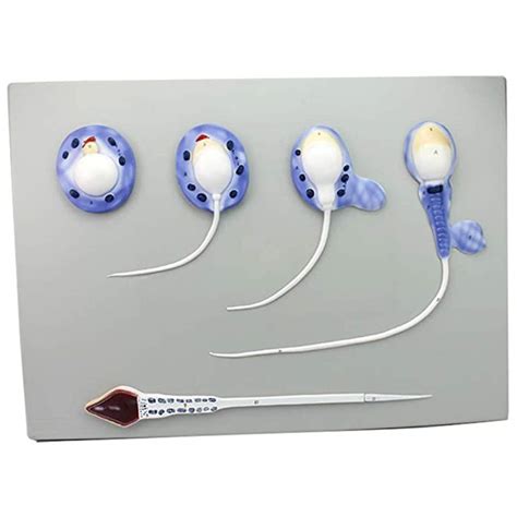 Buy Sperm Formation Process Model Male Reproductive System Cell