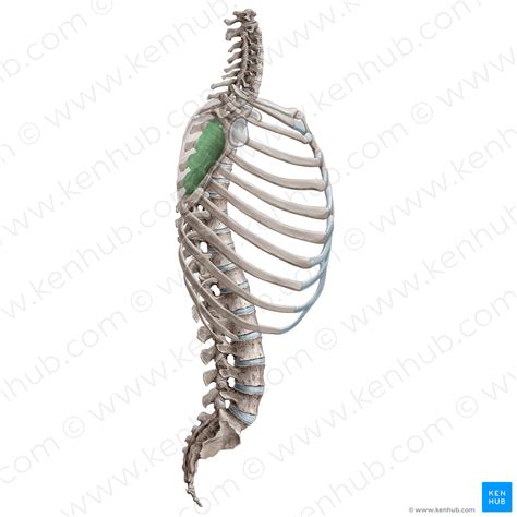 Scapulothoracic Joint 19154 Kenhub Image License Store