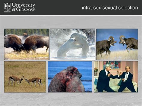 Sexual Selection Of Male Horn Size In Soay Sheep Ppt Download