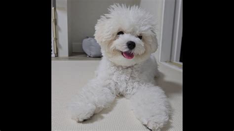 투투이백일♡ Youtube