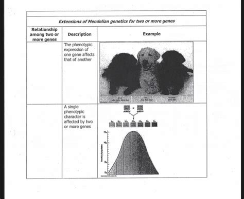 Solved Extensions Of Mendelian Genetics For Two Or More Chegg Com