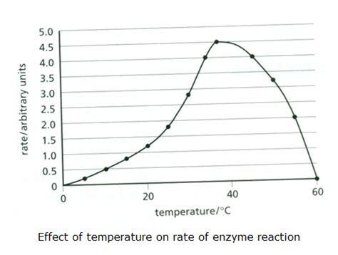 Enzyme Activity Graph Temperature Enzyme Activity Graph Temperature
