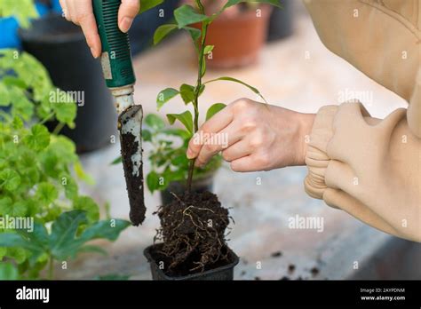 Seedling Root System Hi Res Stock Photography And Images Alamy