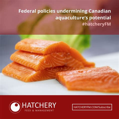 Hatchery Feed And Management On Linkedin Hatcheryfm Hatchery
