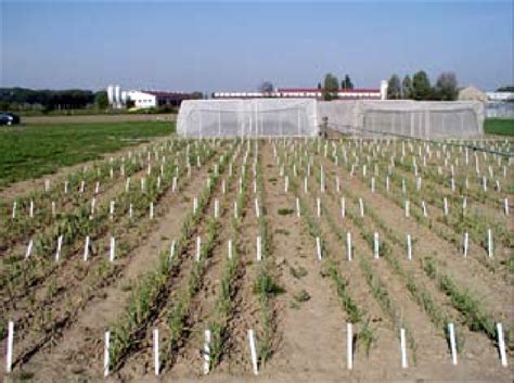 Field Collection Of Garlic Download Scientific Diagram