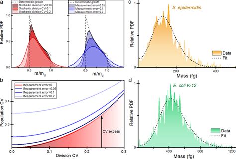 Cell Dry Mass Stochasticity A Left Pdf Of The Mass Of A Steady State Download Scientific