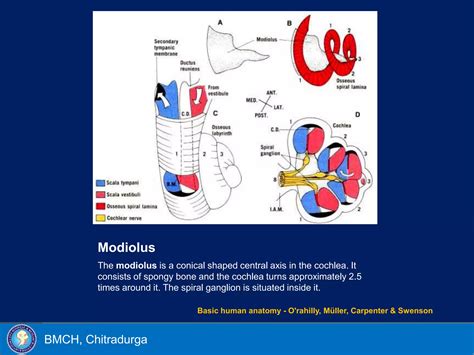 Cochlear Implant Imaging Ppsx