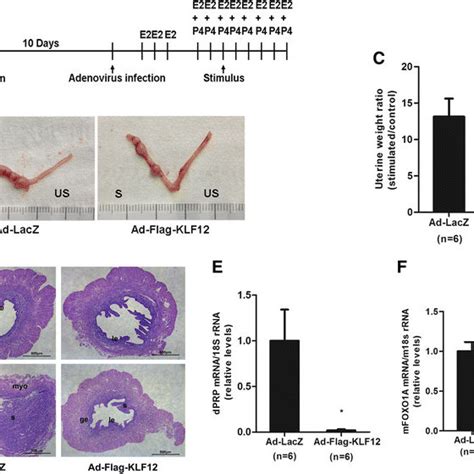 Klf12 Overexpression Affected Decidualization In A Mouse Model Of