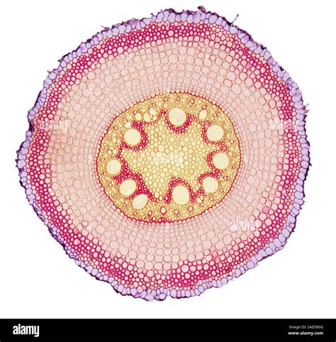 Monocot Dicot Root