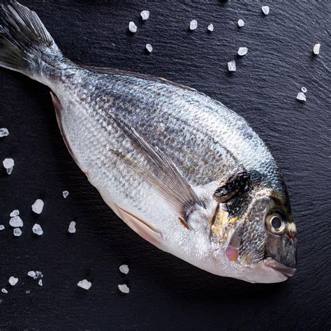 Gilt Head Bream Gilt Head Sea Bream Stock Illustration Illustration