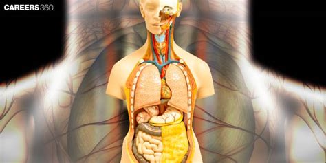 Difference Between Endocrine And Exocrine Glands Examples Types