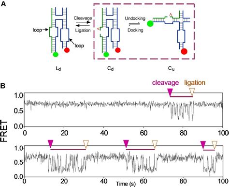 Figure 1 From Reviewbridging Conformational Dynamics And Function Using Single Molecule