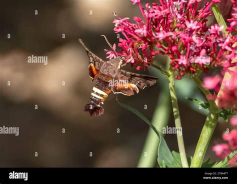 A Nessus Sphinx Moth In Flight Hovering Over And Pollinating Red
