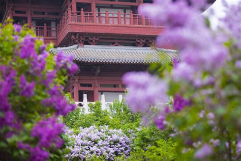 丁香图片素材 丁香设计素材 丁香摄影作品 丁香源文件下载 丁香图片素材下载 丁香背景素材 丁香模板下载 搜索中心