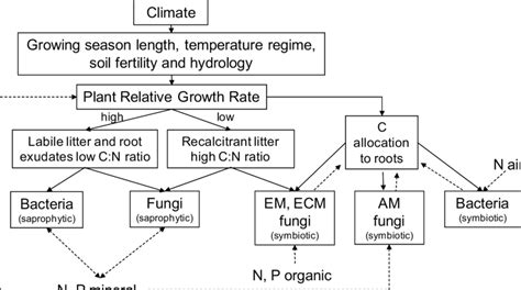 Plant Trait Framework For Understanding Linkages Between Plant Traits Download Scientific