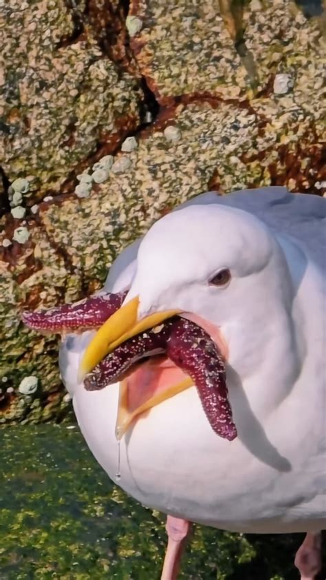 Gulls Community Gullsco • Instagram Photos And Videos