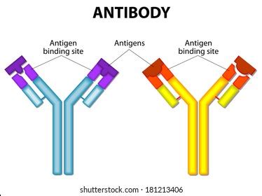 Antibody Molecule Antigen Vector Diagram Stock Vector Royalty Free