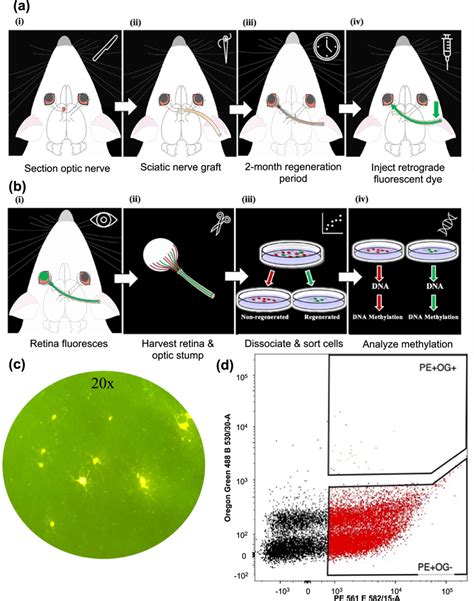 Schematic Of The Experimental Paradigm And The Neuronal Isolation