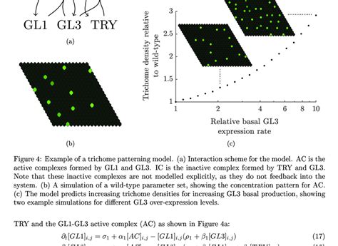 the trichome patterning model is formulated using coupled ordinary