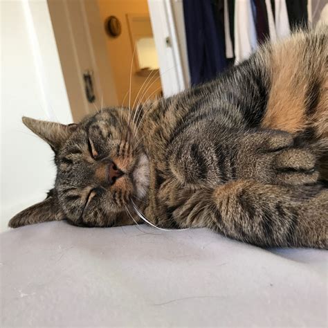 How The Tabby Got Its Stripes Dna Science