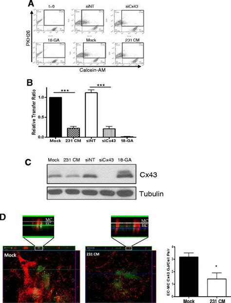 Gap Junction Communication Between Mural Cells And Endothelial Cells Download Scientific