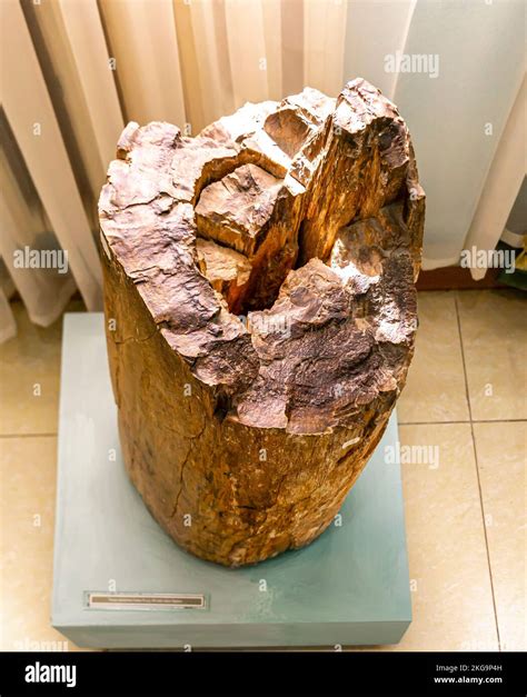 80 Million Old Tree Smale Petrified Tree Stump From Million Years Ago