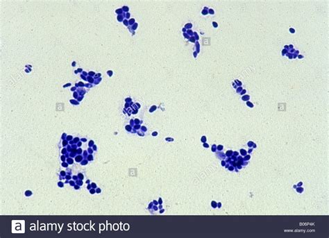 Yeast Microscope Stock Images Trong 2024