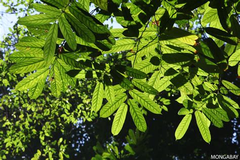 Canopy Trees Diagram