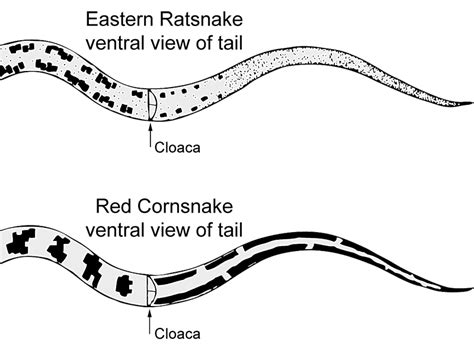 Central Ratsnake
