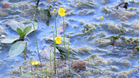 Bladderwort Plant Bladderworts Edisto Island Open Land Trust South