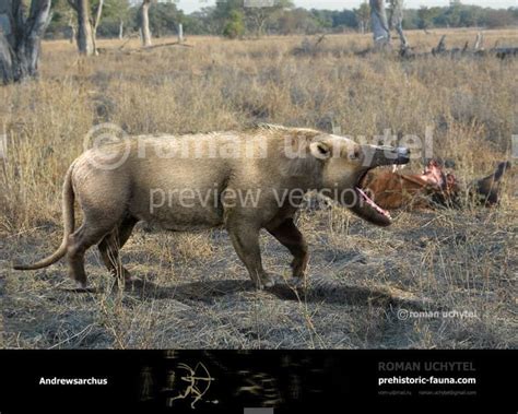 Andrewsarchus Facts And Pictures