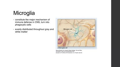 Microscopic Anatomy Of Cerebral Cortex Pptx Brain And Nervous