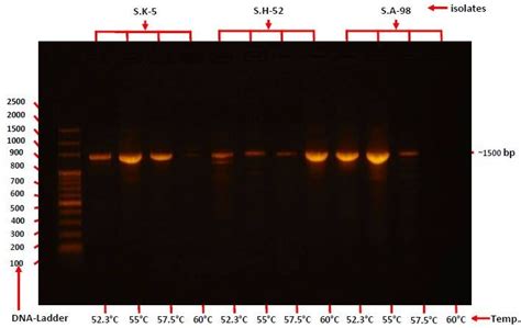 Gradient Amplification Of 16s Rdna Genes For Three Streptomyces Download Scientific Diagram