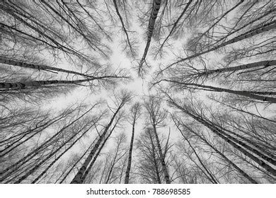 86 Thousand Black White Tree Tops Royalty Free Images Stock Photos Pictures Shutterstock