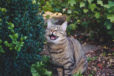Creating a Safe and Stimulating Environment for Your Indoor Cat - The Pet Community