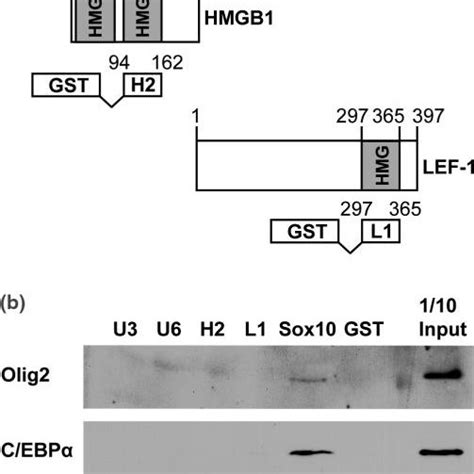 Confirmation Of Transcription Factor Interactions In Download