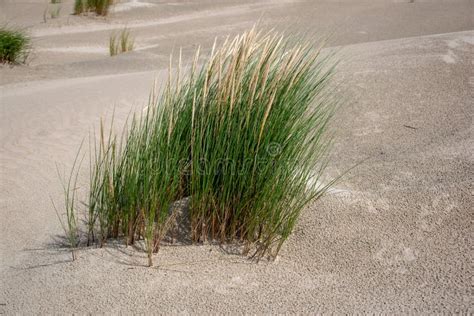 Closeup Shot Of A Patch Of Tall Grass Growing In Sand Stock Image
