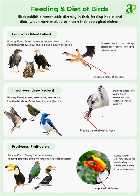 What Are 3 Adaptations Of A Bird Key Traits Explained Clearly Birds