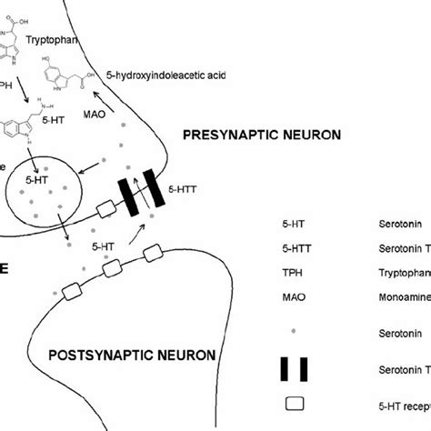Pdf Genetic Polymorphism Of Serotonin Transporter 5 Httlpr