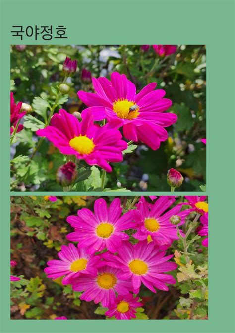 22년 신품종출원 1 자유게시판 국야농원