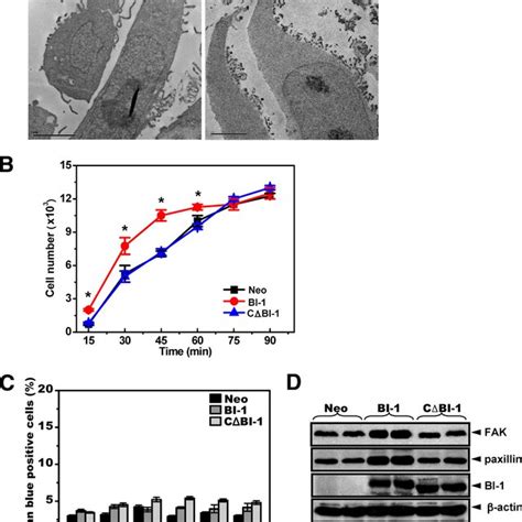 Actin Polymerization Increases Cell Adhesion A Ht1080 Cells Were Download Scientific Diagram