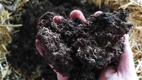 Small White Worms In My Worm Farm A Look At Pot Worms Youtube