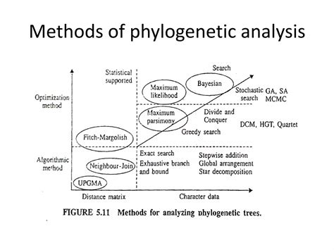 Phylogenetic Analysis Pdf