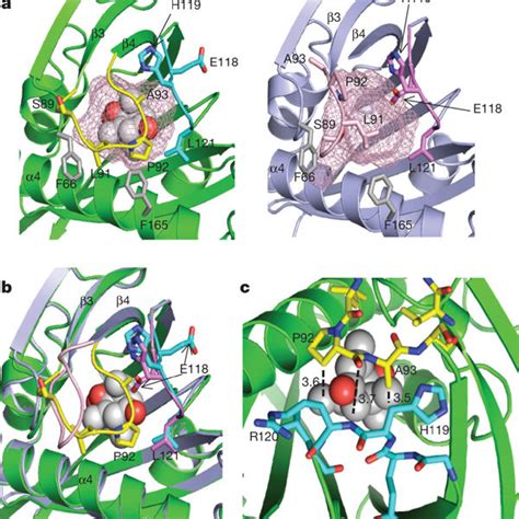 Structure Of The Pyl2 Aba Hab1 Co Receptor Complex A C Three Views Of Download Scientific
