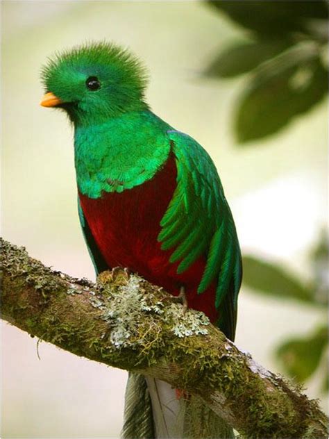 Quetzaltototl