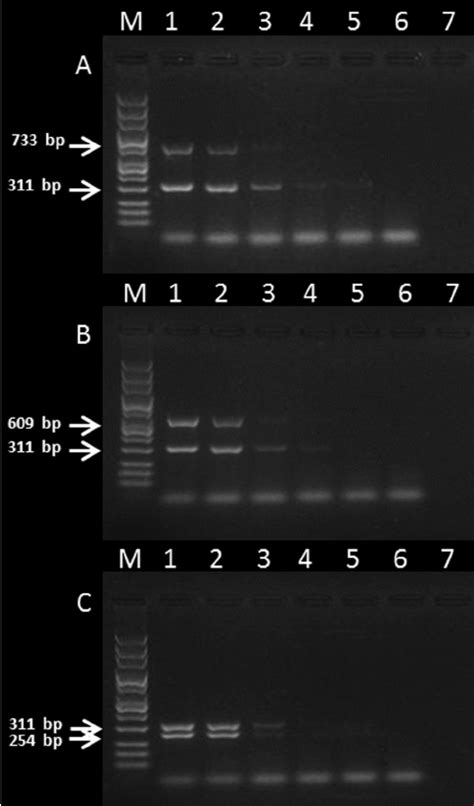 Multiplex Polymerase Chain Reaction Amplification Of Dna From Download Scientific Diagram