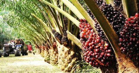 Monoecious Plants Examples And How To Identify Them The Gardeners World