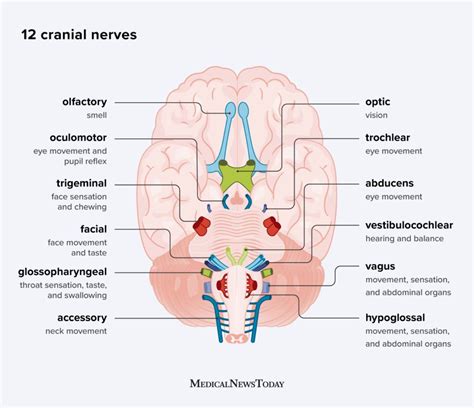 Brain Nerves