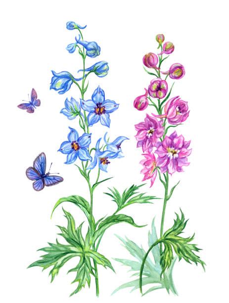 best delphinium illustrations royalty free vector graphics and clip art