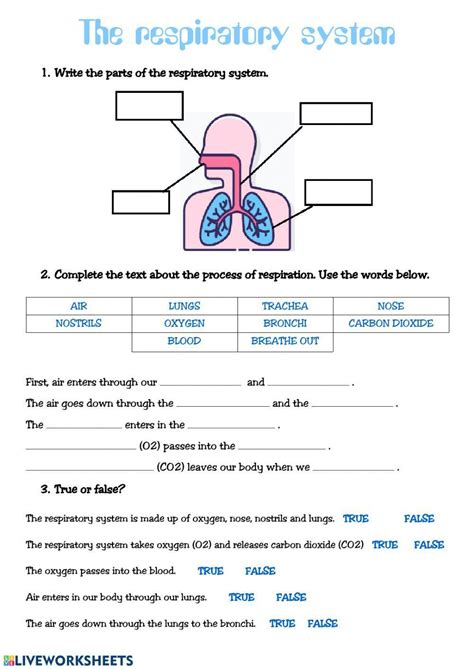 Respiratory System Parts And Functions Worksheet At Frank Burton Blog